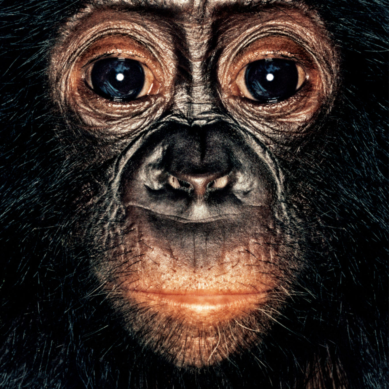 Behind the #JAPES part3 - Bonobos: Love to kiss. Bisexual. To avoid a ...